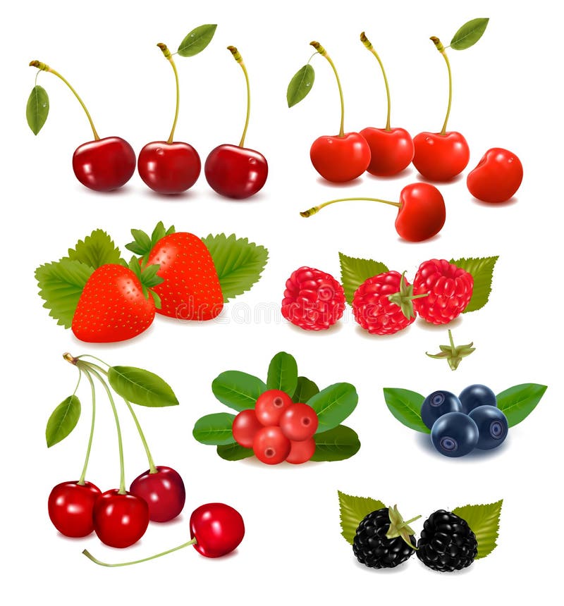 Forest Berry. Sweet Fruit. Realistic Illustration. Vector Icon Set ...