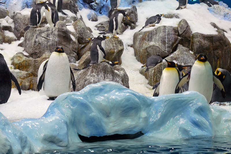 A Group of Penguins on Land Stock Photo - Image of land, group: 167741694