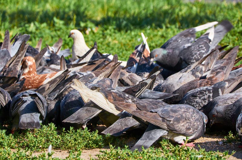 Pigeons Fight Over for Food Stock Image - Image of pigeon, pigeons ...