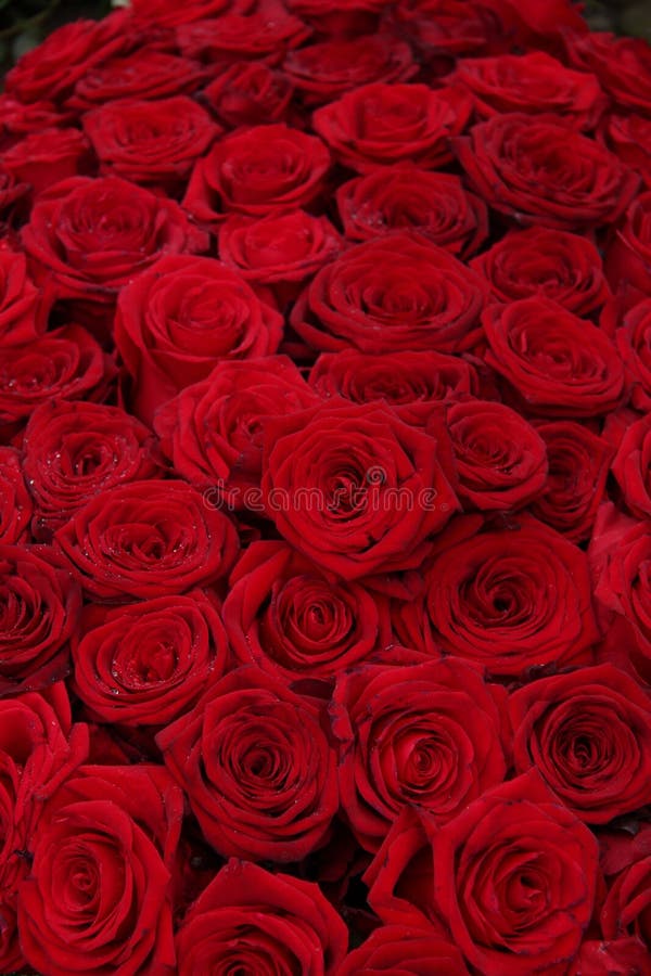 Big group of red roses stock image. Image of petal, green - 107203723