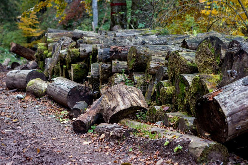 Big Group of Stumps Firewood Stock Photo - Image of moss, chop: 39417578