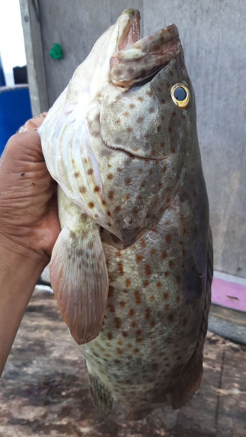 Big Grouper fish stock photo. Image of organ, cuisine - 319651386