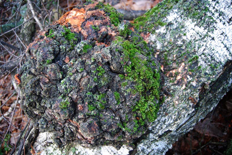 Big Growth on a Tree Trunk. Disease of a Tree Bark Cap. a Natural ...