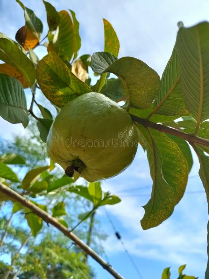 Big Guava Hanging on Its Tree Stock Image - Image of tree, guava: 264315951