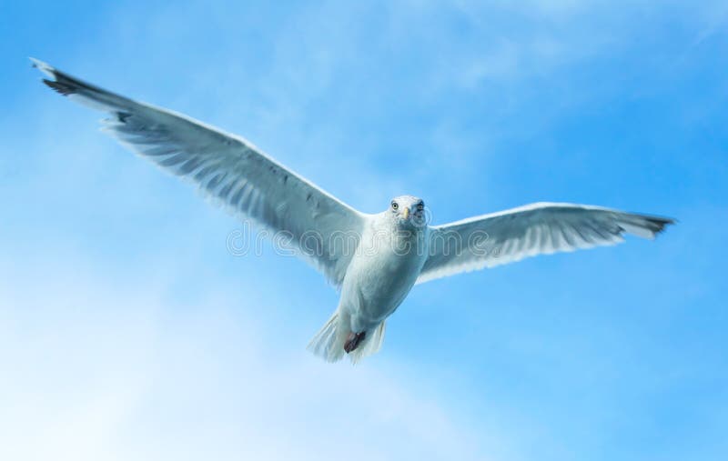 Big Gull Brother Is Watching You Stock Photo - Image of leader, heaven ...