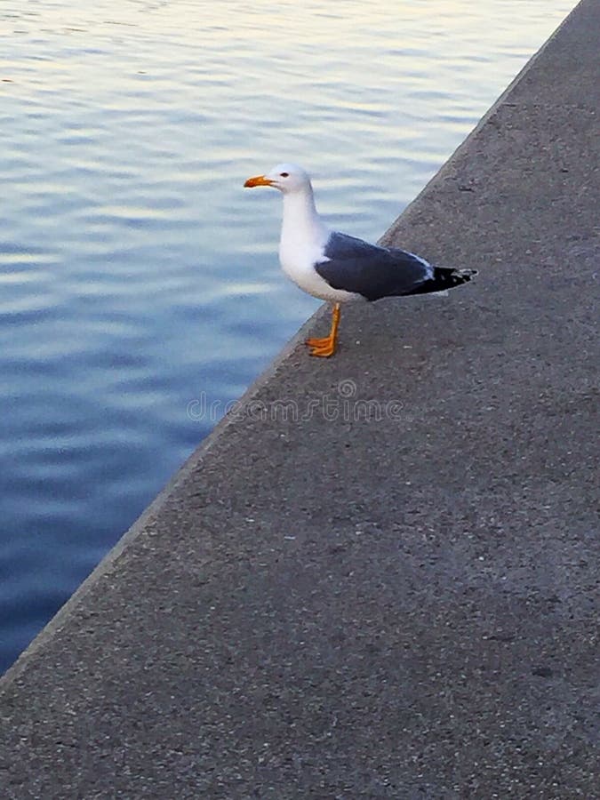 Single Gull Standing on the Edge of the Water Stock Photo - Image of ...