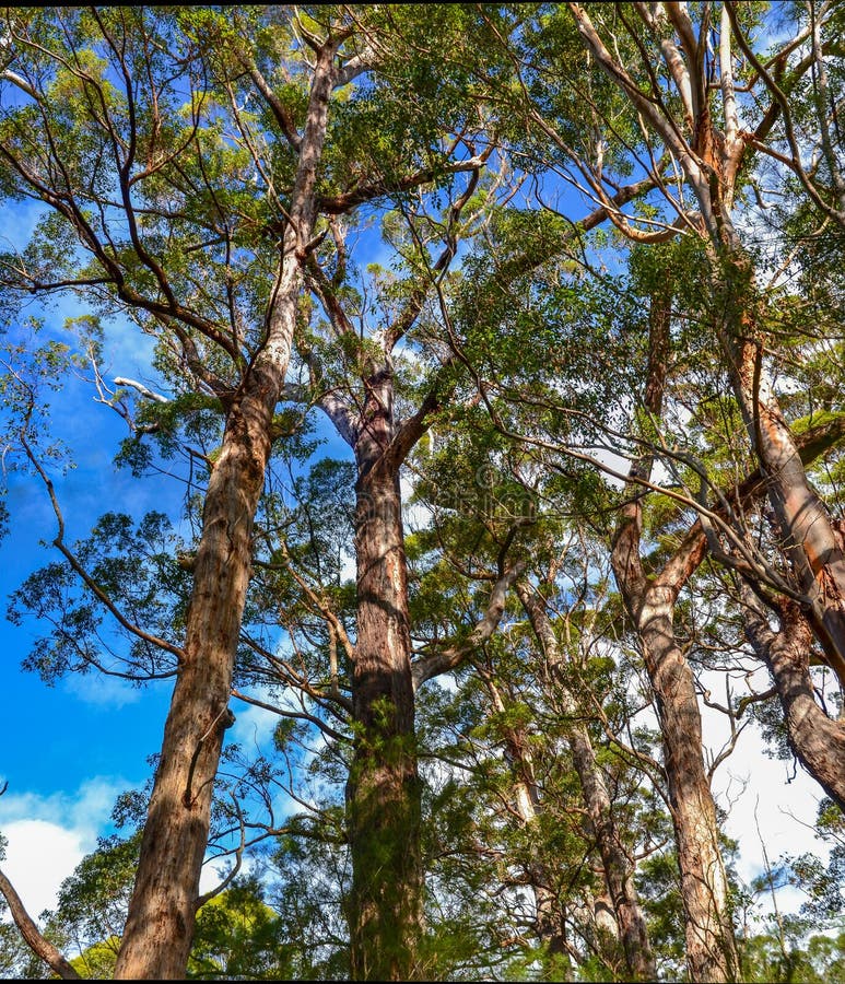 Gum Tree Forest in Western Australia and Blue Sky Stock Photo - Image ...