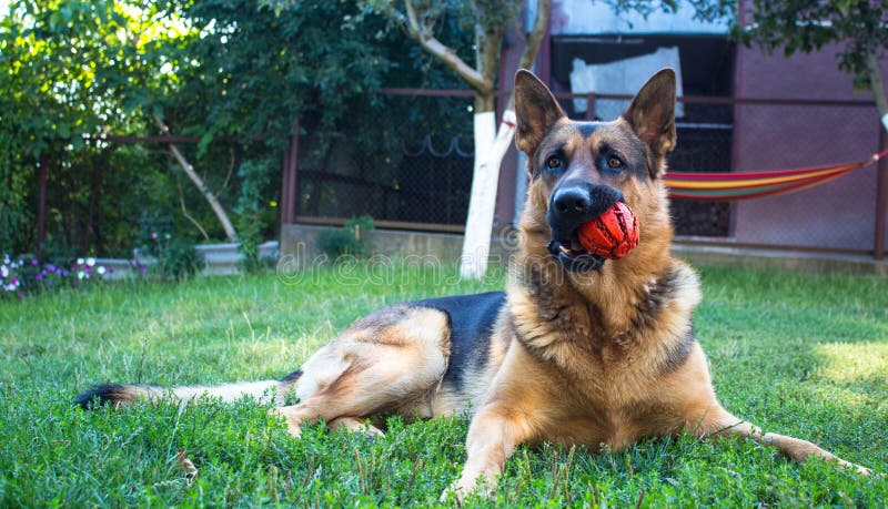 A Big Handsome Dog Playing with a Ball in the Backyard Stock Image ...