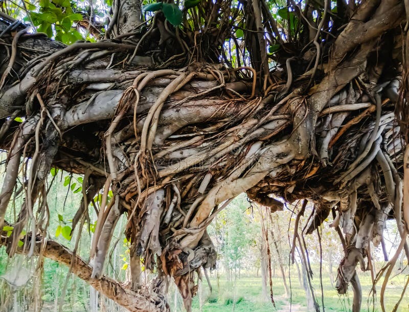 Big Hanging Root of Banyan Tree Image India Stock Image - Image of root ...