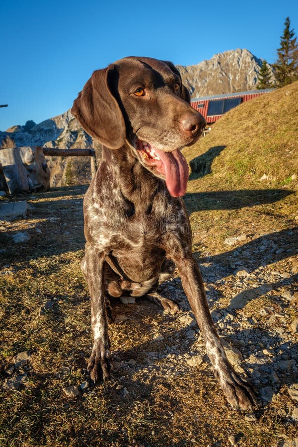 Big happy dog sitting down stock image. Image of sitting - 82514569