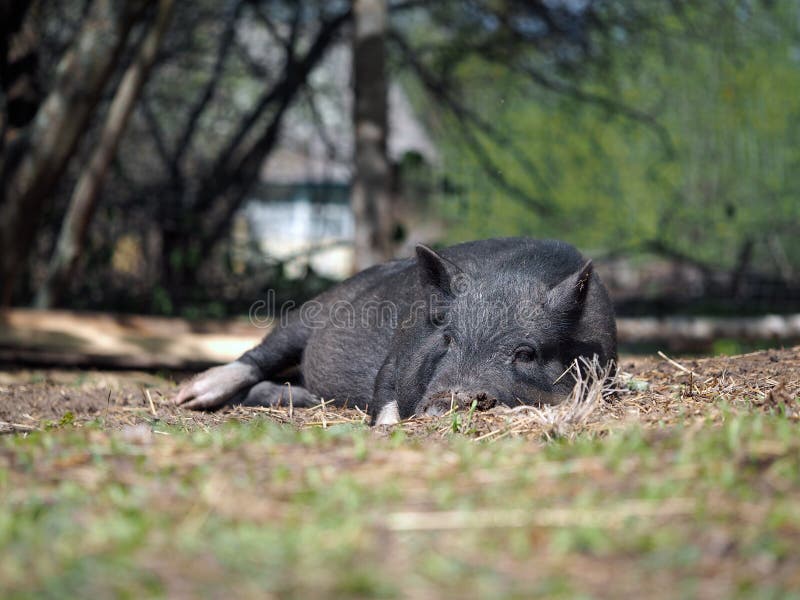 Big happy pig lying stock photo. Image of small, happy - 202236700