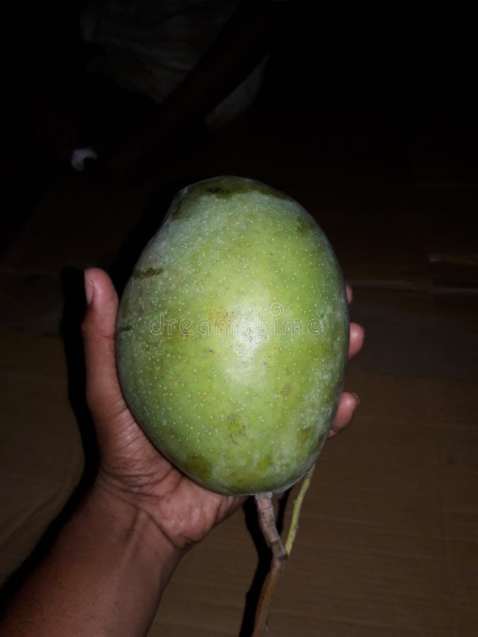 Hapus Mango Hanging on Branch of Tree. Maharashtra-India. Stock Photo ...