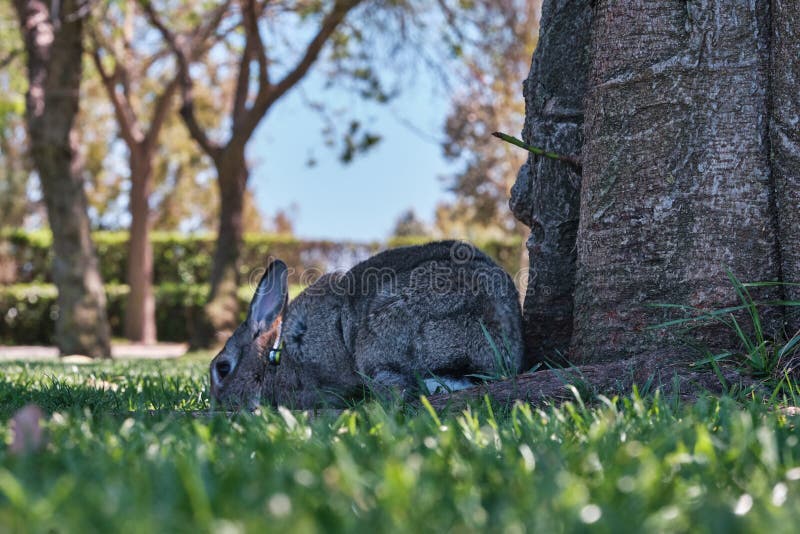 Hare on Grass Near the Tree Stock Photo - Image of europaeus, green ...