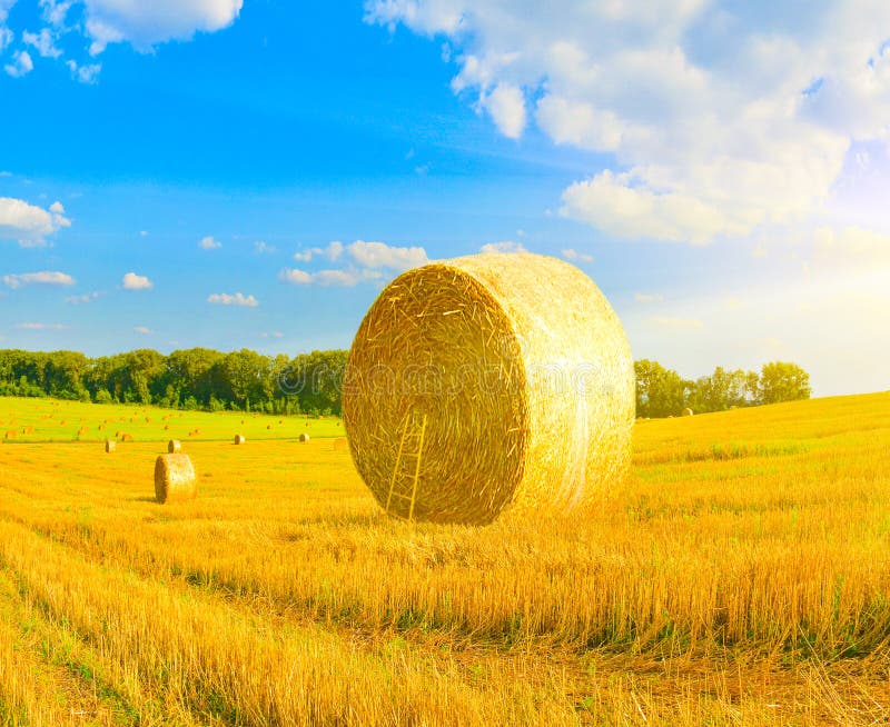 Big harvest stock image. Image of harvest, grass, land - 43884121