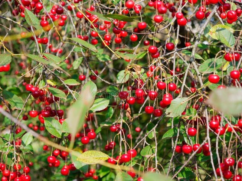 Big Harvest of Red Ripe Cherries on the Tree Stock Photo - Image of ...