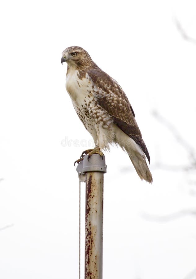 1,373 Hawk Pole Stock Photos - Free & Royalty-Free Stock Photos from ...