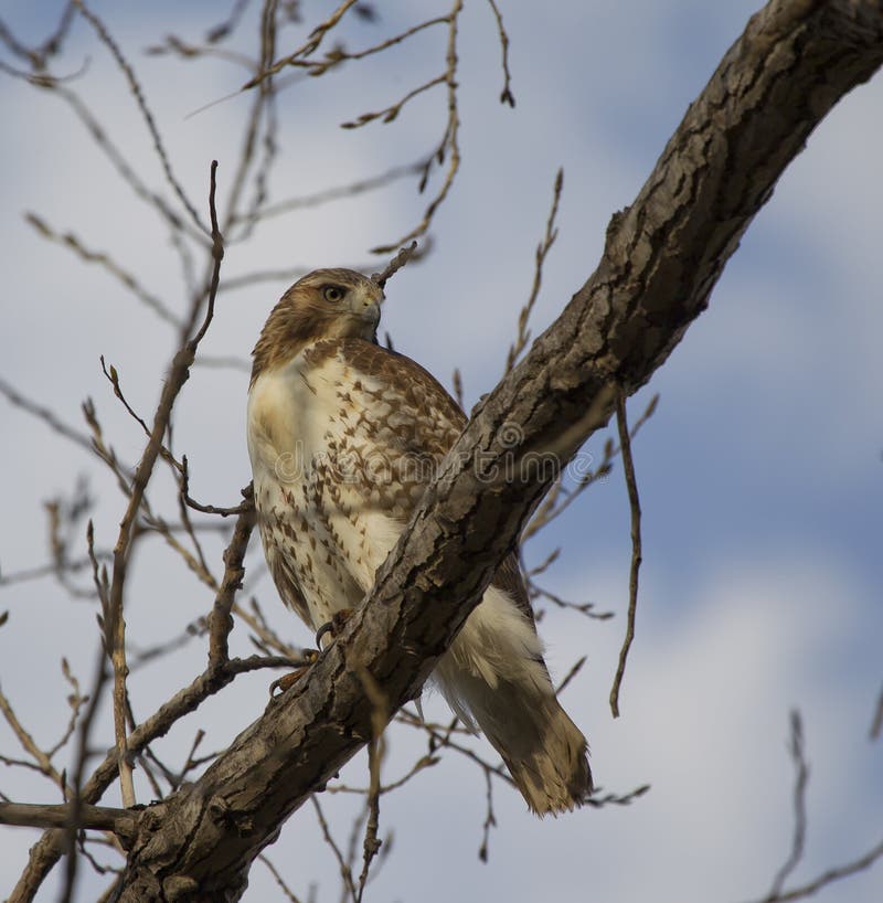 Big Hawk stock photo. Image of animal, hawk, huge, hunting - 26313604