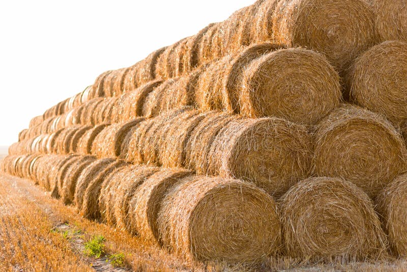 Big haystack at field stock image. Image of field, forage - 32820179