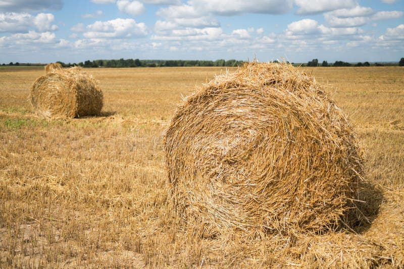 Big Haystack is Laying on the Ground at Sunny Stock Photo - Image of ...