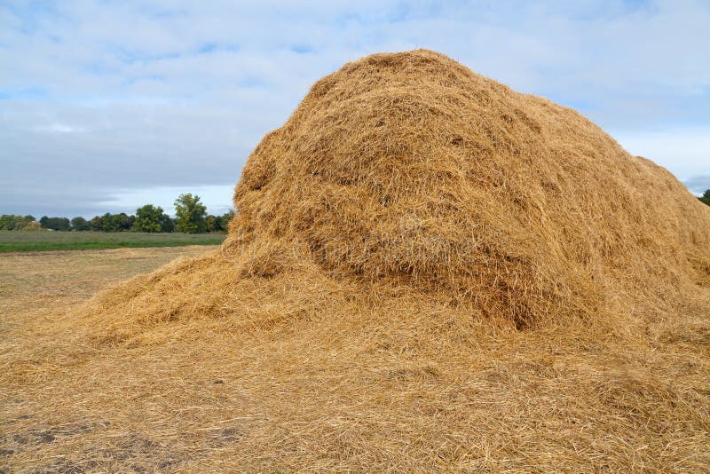 Big Haystack on the Mowed Field, Big Hay Harvest. Ukraine, Peace and ...