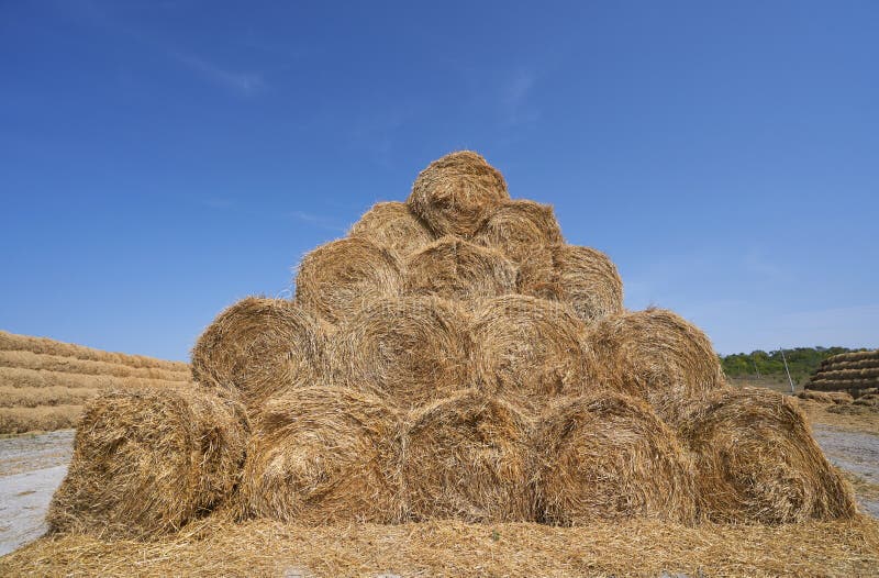 Big Haystack from Round Bales Laid in the Form of a Pyramid Against the ...