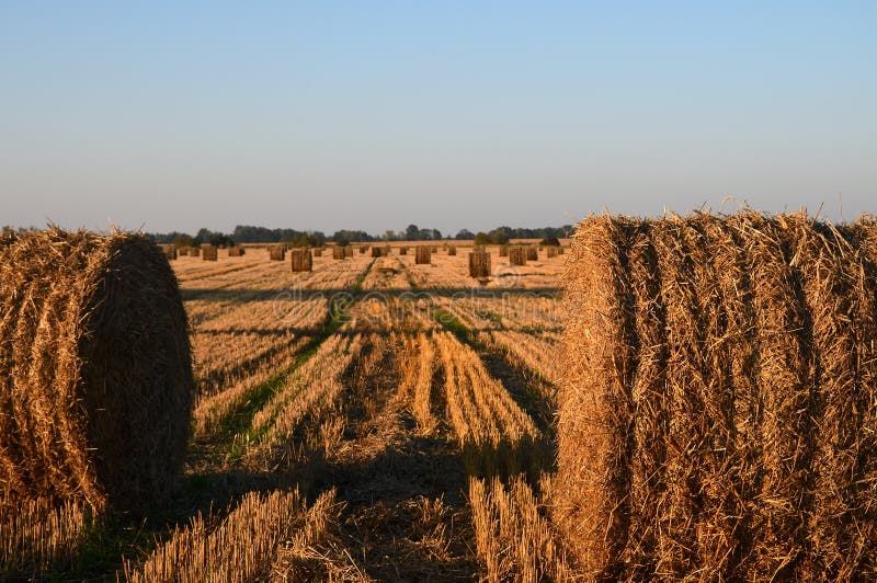 Field with big haystacks stock image. Image of corn - 101122181