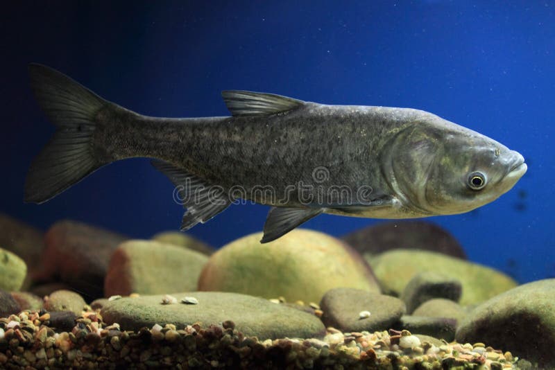 Carp fish stock photo. Image of pond, carp, fish, water - 21961694