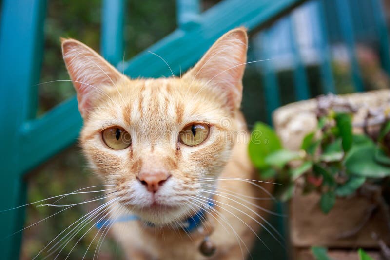 Big head of cat. stock photo. Image of likable, pedigree - 81911504