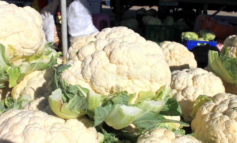 Big head of cauliflower stock photo. Image of garden - 91032758