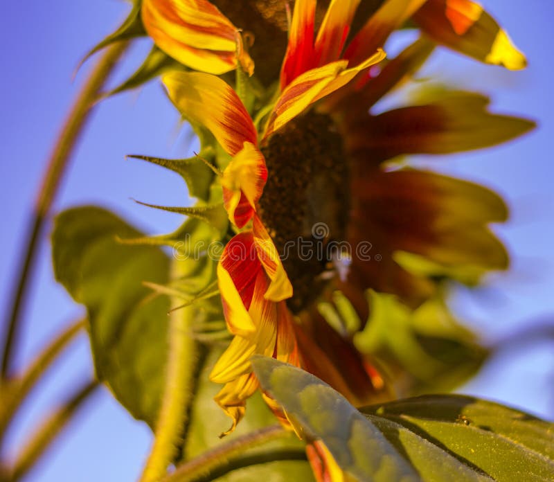 Red sunflower in the wind stock image. Image of change - 127191399