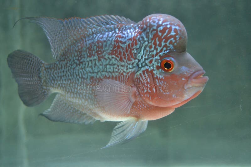 Female flowerhorn fish stock photo. Image of blue, flowerhorn - 254573772