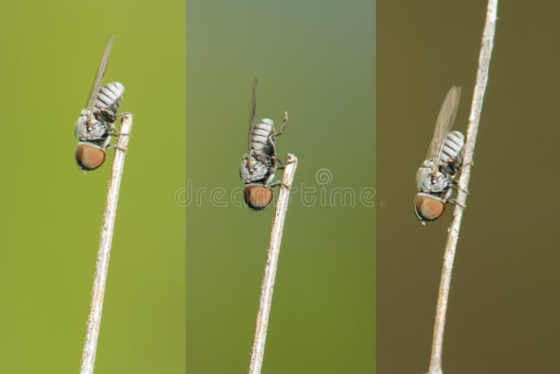 Two red-head flies stock image. Image of eyes, bugs, insects - 20315137