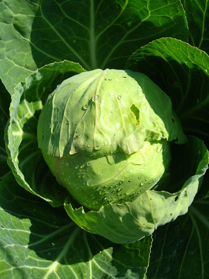 Big head of green cabbage stock photo. Image of harvest - 32775252