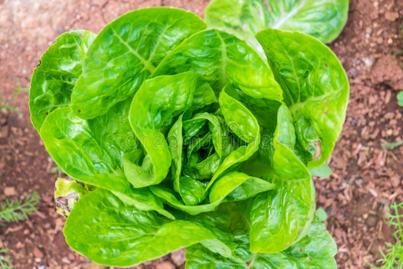 Big Head Lettuce Green Fresh Stock Image - Image of growing, plant ...