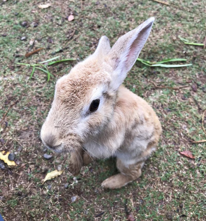 A big head rabbit. stock photo. Image of farm, funny - 119488280