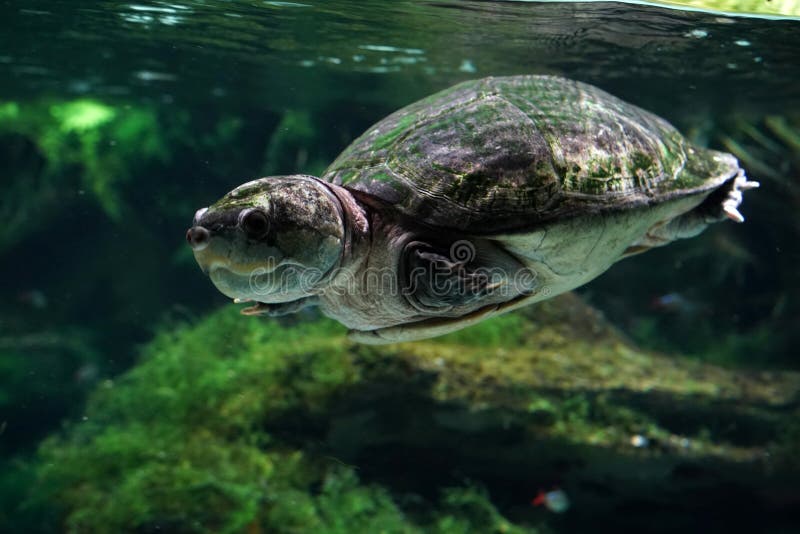 Big Headed Amazon River Turtle Underwater Stock Image - Image of lake ...