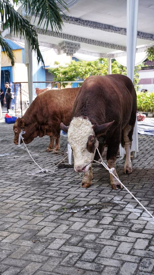 Big and Healthy Brown Cows before Being Slaughtered As Sacrificial ...