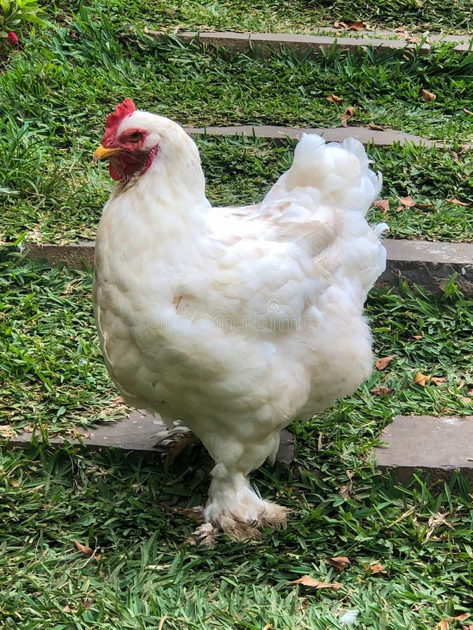 Chicken stock photo. Image of animal, chicken, bird - 206899158