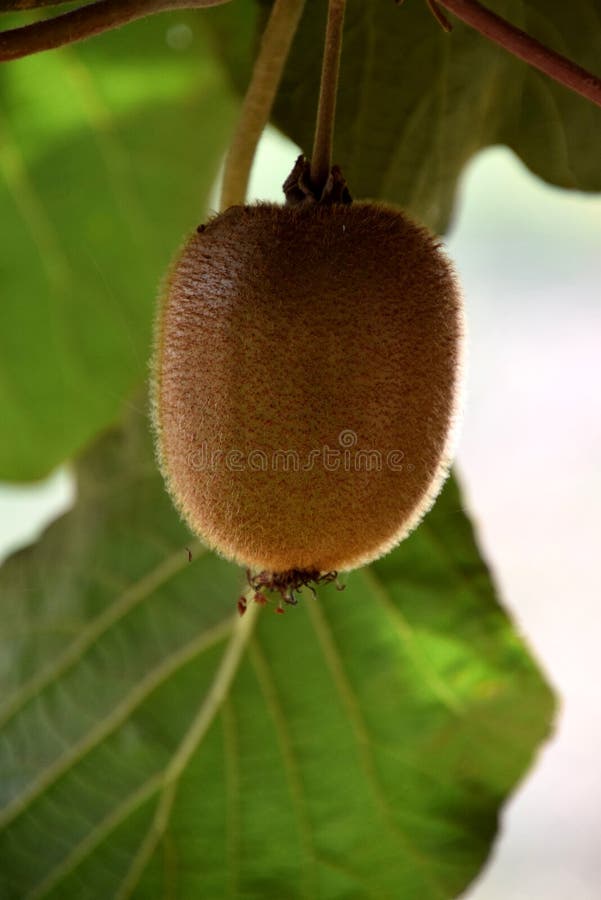 Kiwi Fruit Growing on the Tree Stock Photo - Image of branch, nature ...