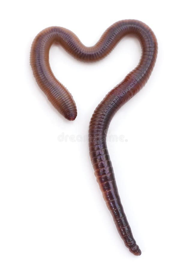 Heart worm stock image. Image of loving, shape, romantic - 38144239