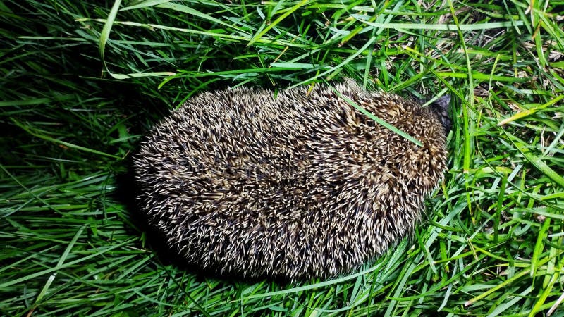 Big hedgehog in the grass stock image. Image of mammal - 258279539