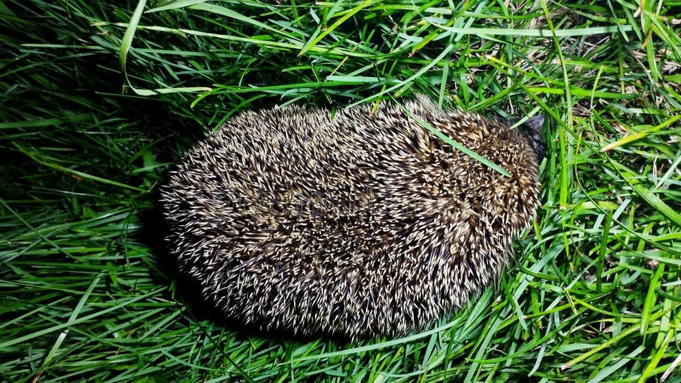 Big hedgehog in the grass stock image. Image of mammal - 258279539