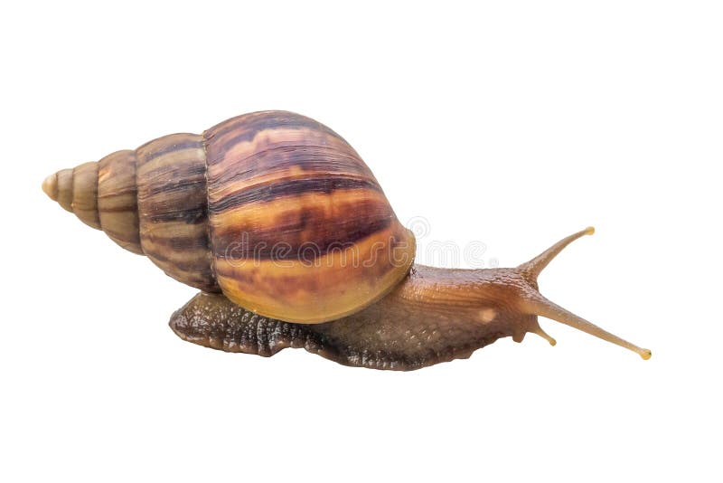Big Helix Snail Isolated on White Background Stock Image - Image of ...