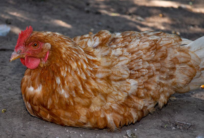 Big hen with brown plumage stock photo. Image of animal - 84976694