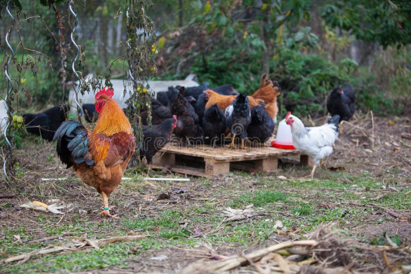 Big Hen of Chickens in the Garden Stock Image - Image of bird, animal ...