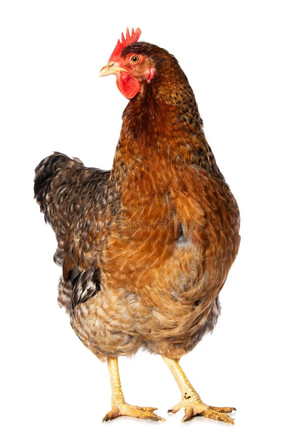 Big hen isolated on white stock image. Image of livestock - 239841611