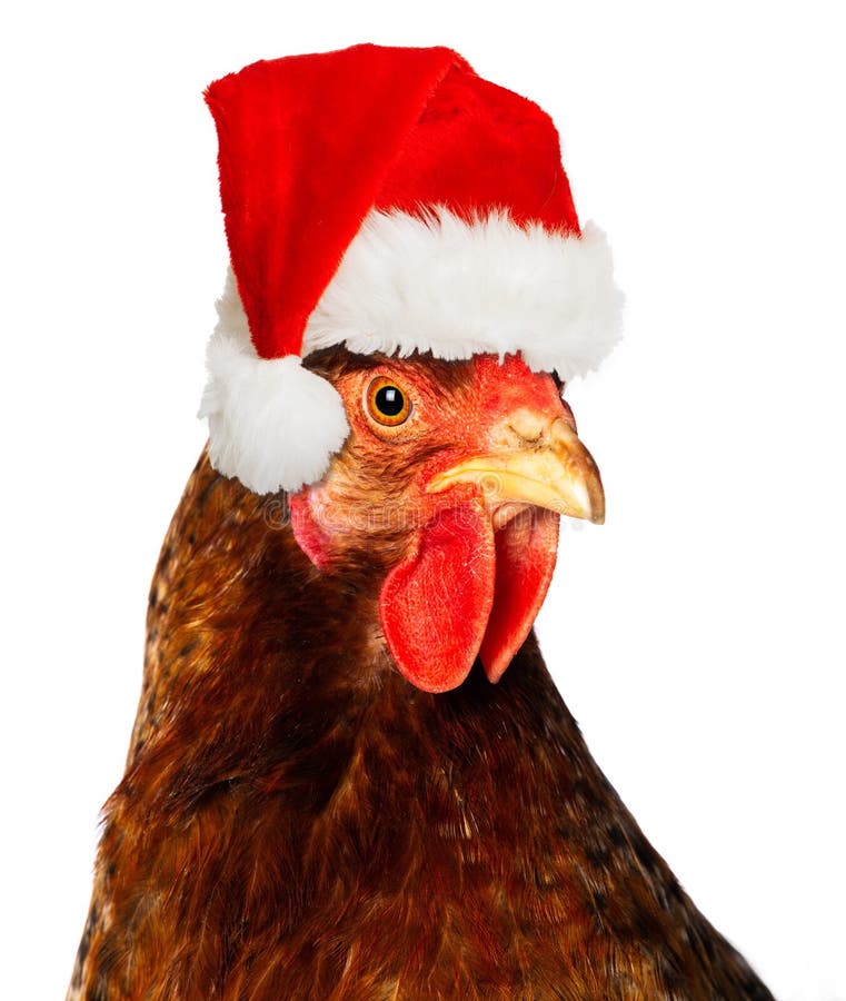 Hen with Santa Hat Isolated on White Stock Image - Image of christmas ...