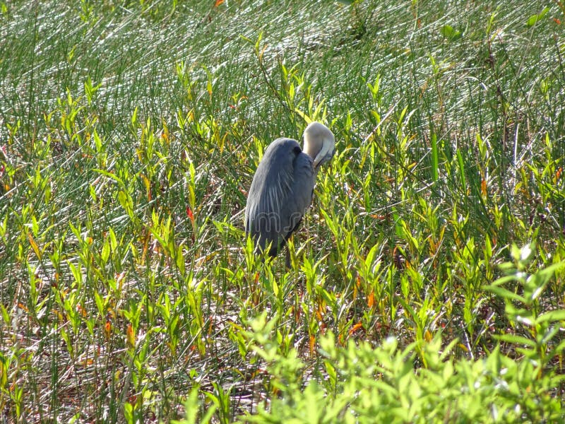 Big heron in the marsh stock photo. Image of estuarine - 114514020