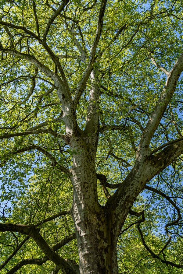 Big and High Crown of the Green Tree Stock Image - Image of green, blue ...