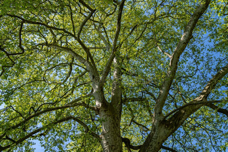 Big and High Crown of the Green Tree Stock Image - Image of alone ...